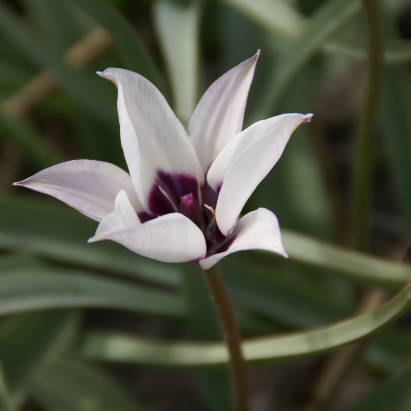 Tulipa humilis 'Alba Caerulea Oculata'